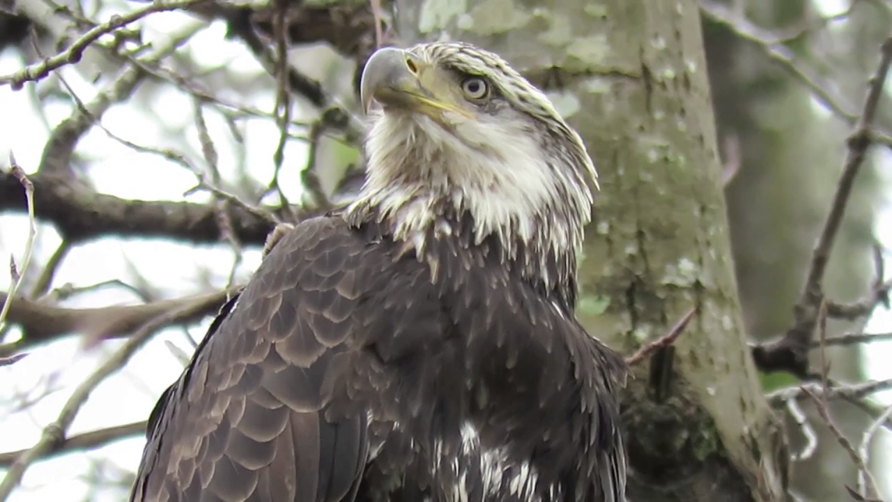 Bald eagle calling - YouTube