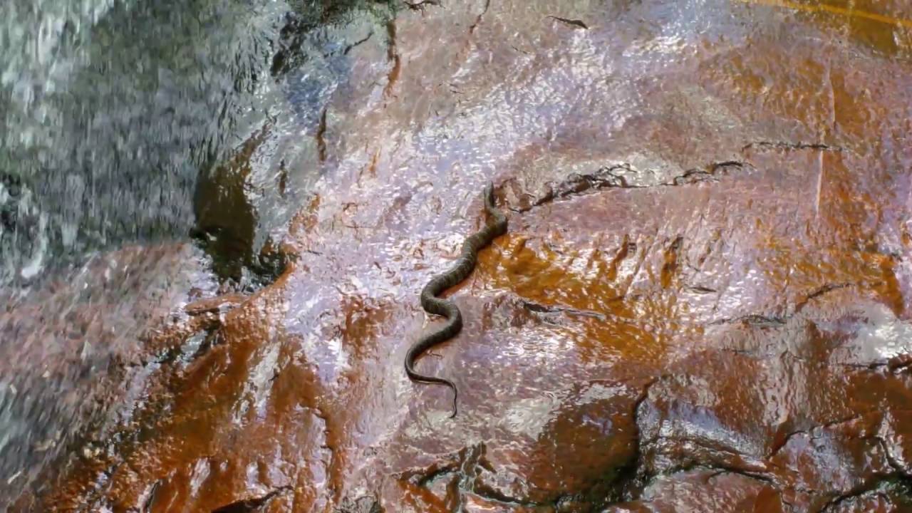 Sheila and the snake (Beech Mountain ) - YouTube