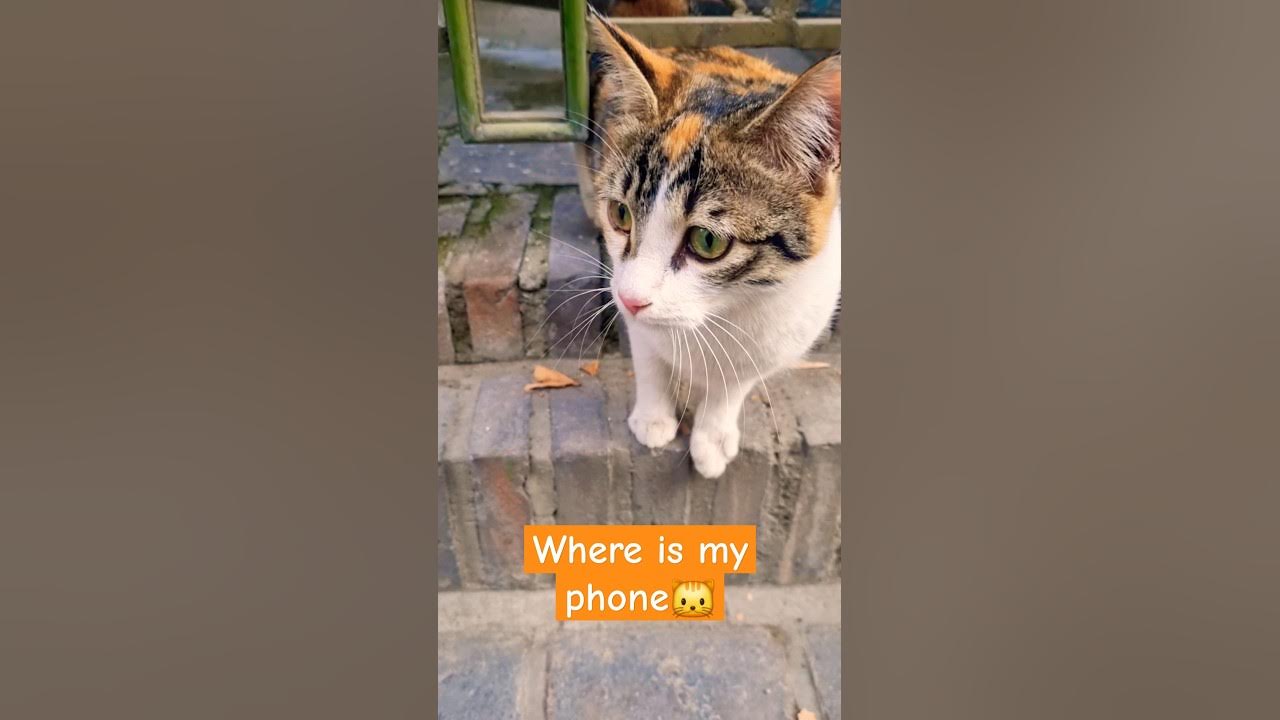 When i cant find my phone🤔 - YouTube