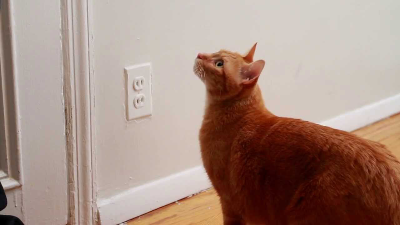 Jeffrey the Cat - YouTube