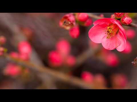 Ispirazioni-Alice Tesi - YouTube