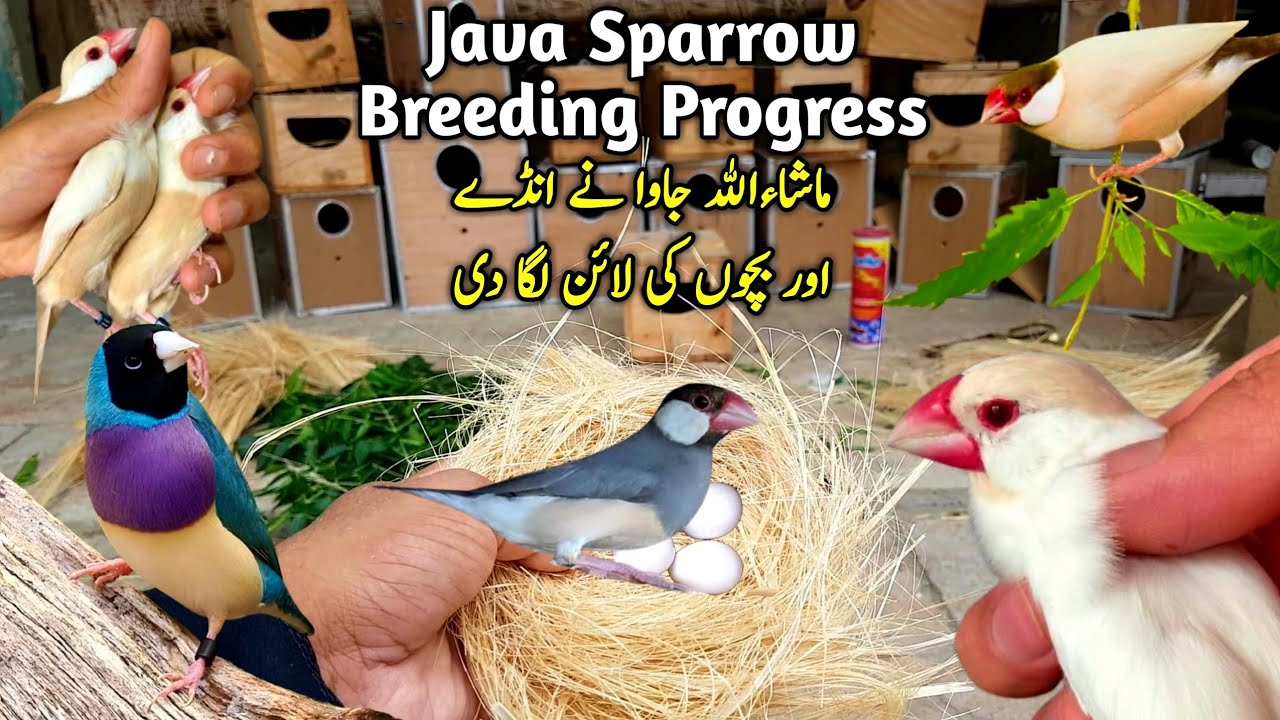Fawn Java Breeding Progress 2024-25 || Java Finch Breeding Tips - YouTube