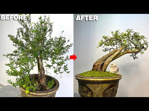 Shaping a Bonsai into ''Wind Blown Tree'' – The Art of Wind-Swept ...