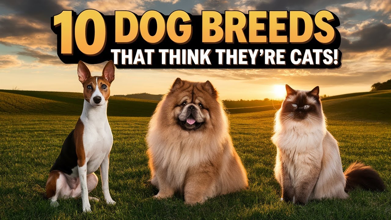 Top 10 Cat Like Dog Breeds You Won’t Believe! - YouTube