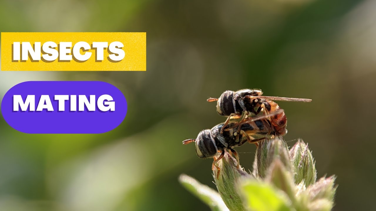 Insects Mating - YouTube