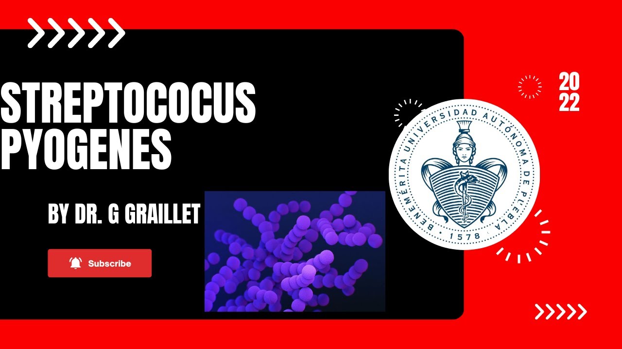 Streptococcus pyogenes( Curso de Microbiología y Virología DAB FACMED ...