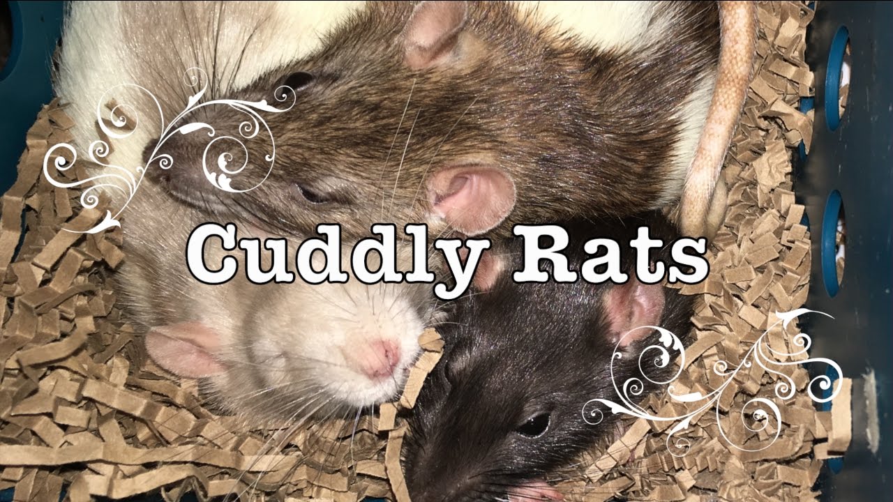 ️ Cuddly Rats ️ - YouTube