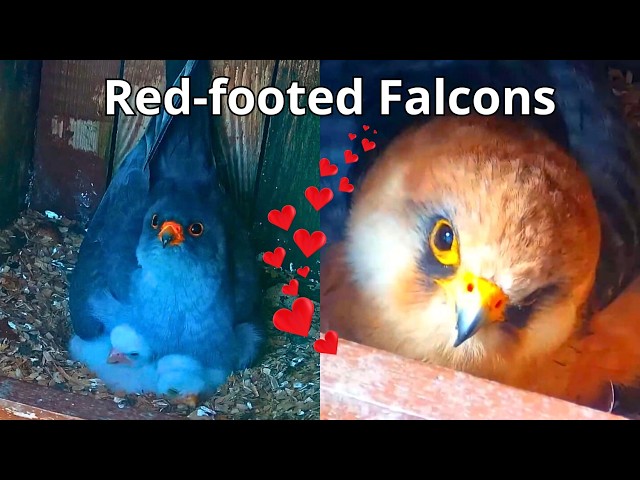Red Falcons Birds