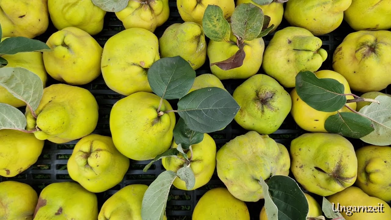 UNGARN QUITTEN ERNTE UND VERARBEITUNG - schnelle und einfache ...