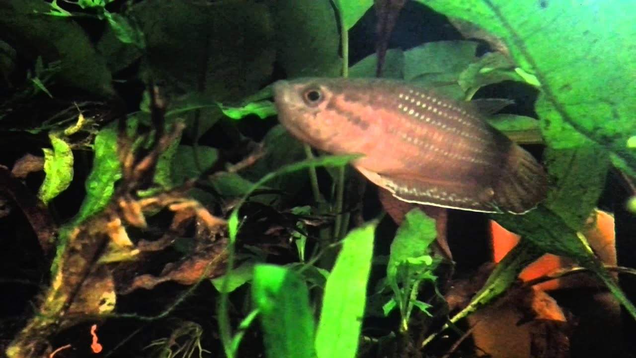 Betta Edithae spawning - YouTube
