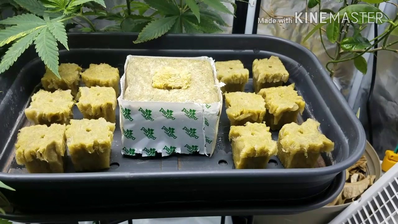 Noob Nugs' veg tent update and clones - YouTube