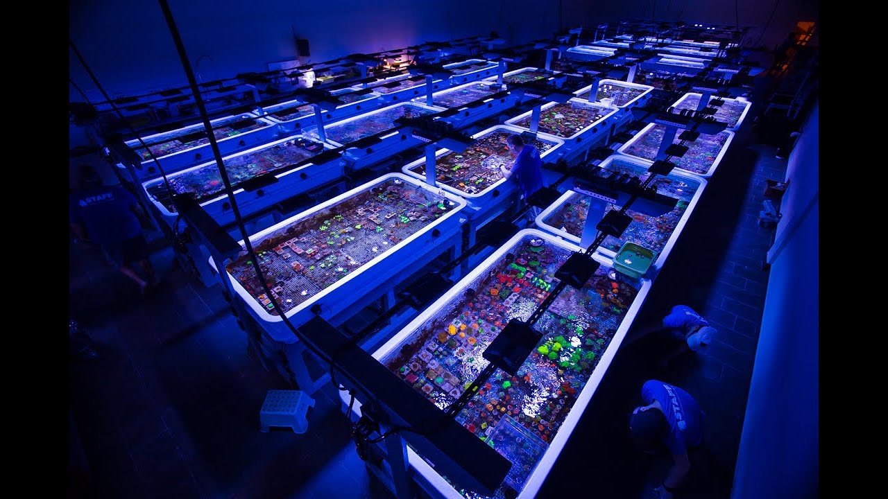 Coral Farming At Its Finest - YouTube