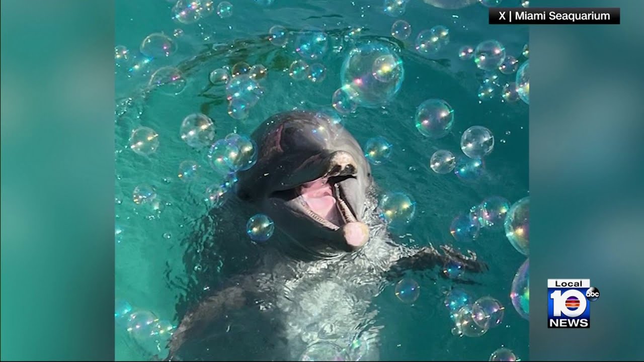 New details released following death of Miami Seaquarium's beloved ...