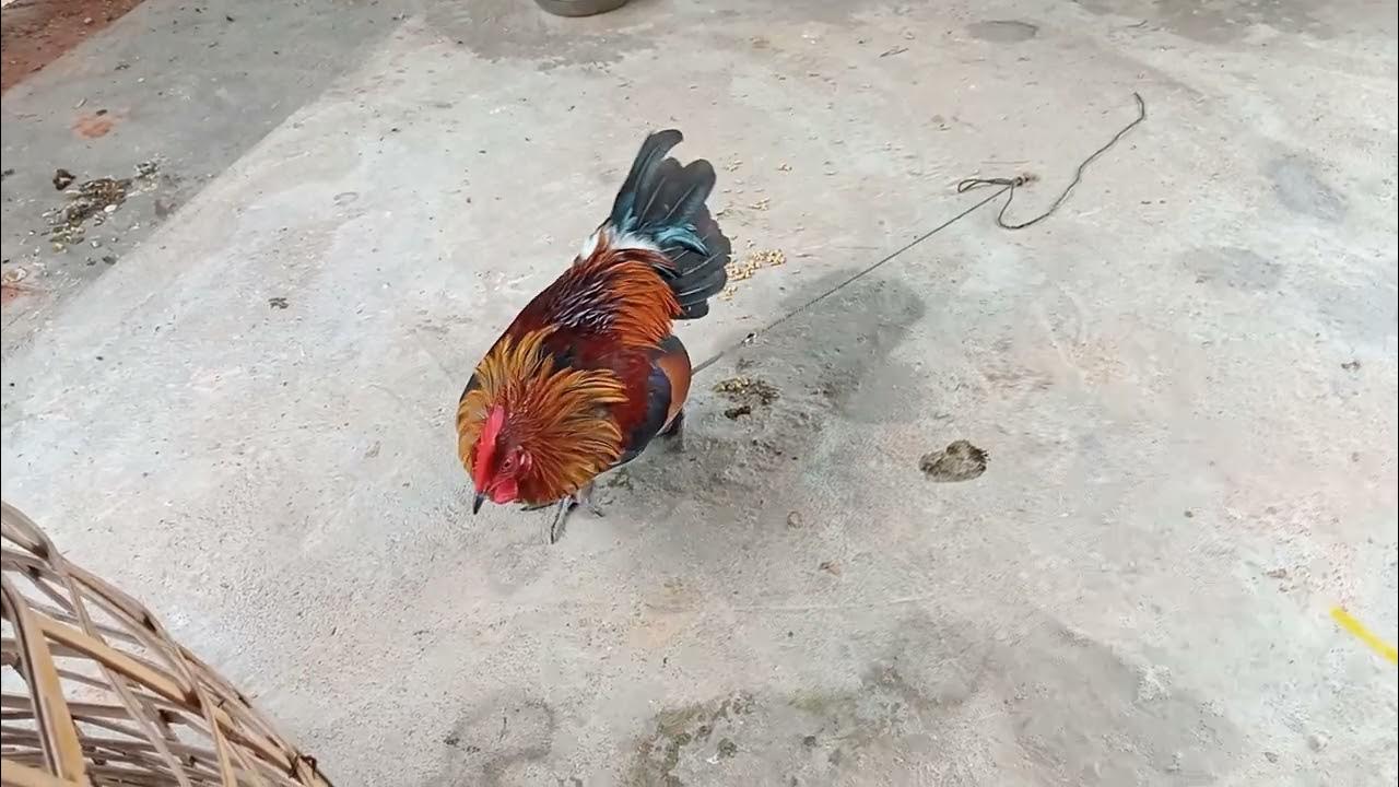 30 (7) mes nyuam qaibf2 pib khav lawm nawb . 2024 - YouTube