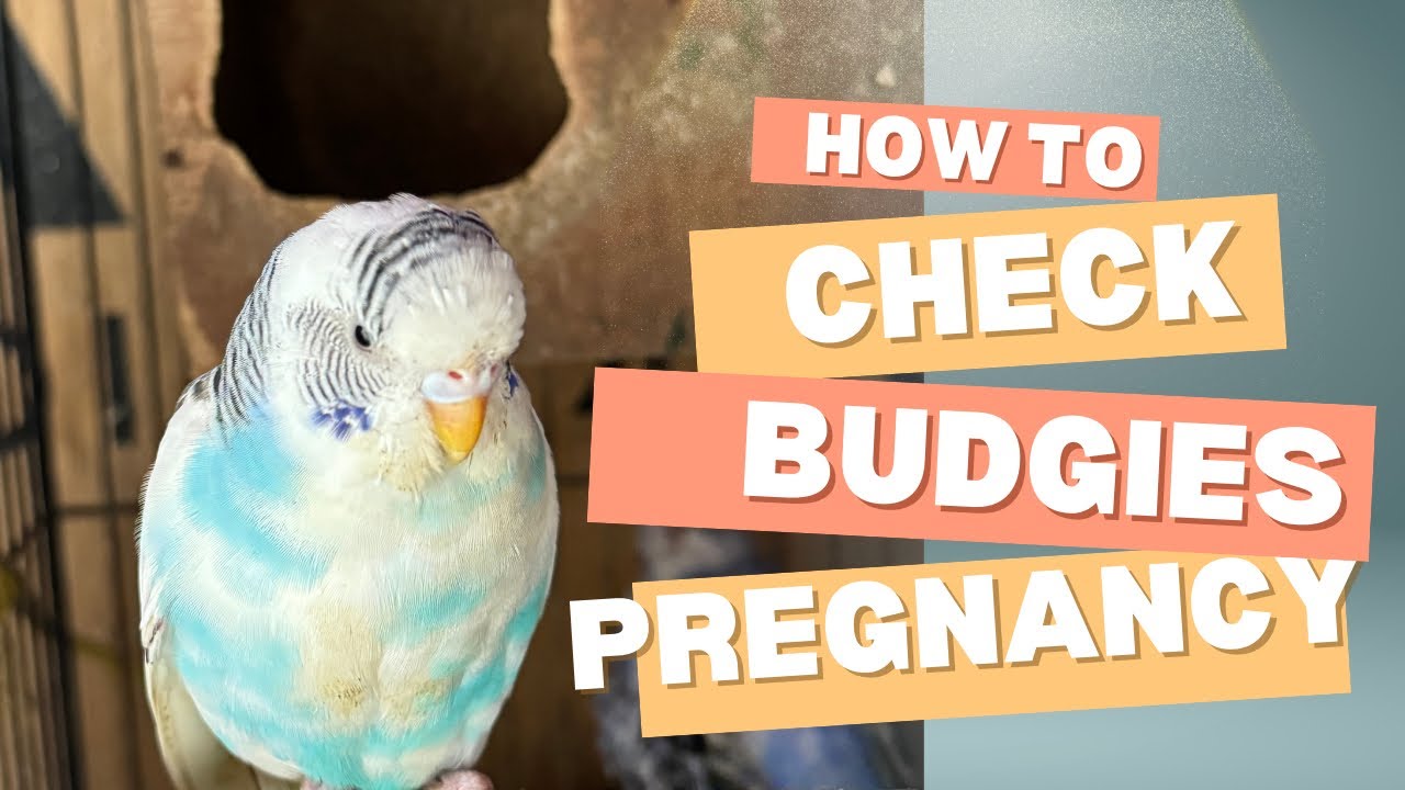Budgies pregnancy test - YouTube