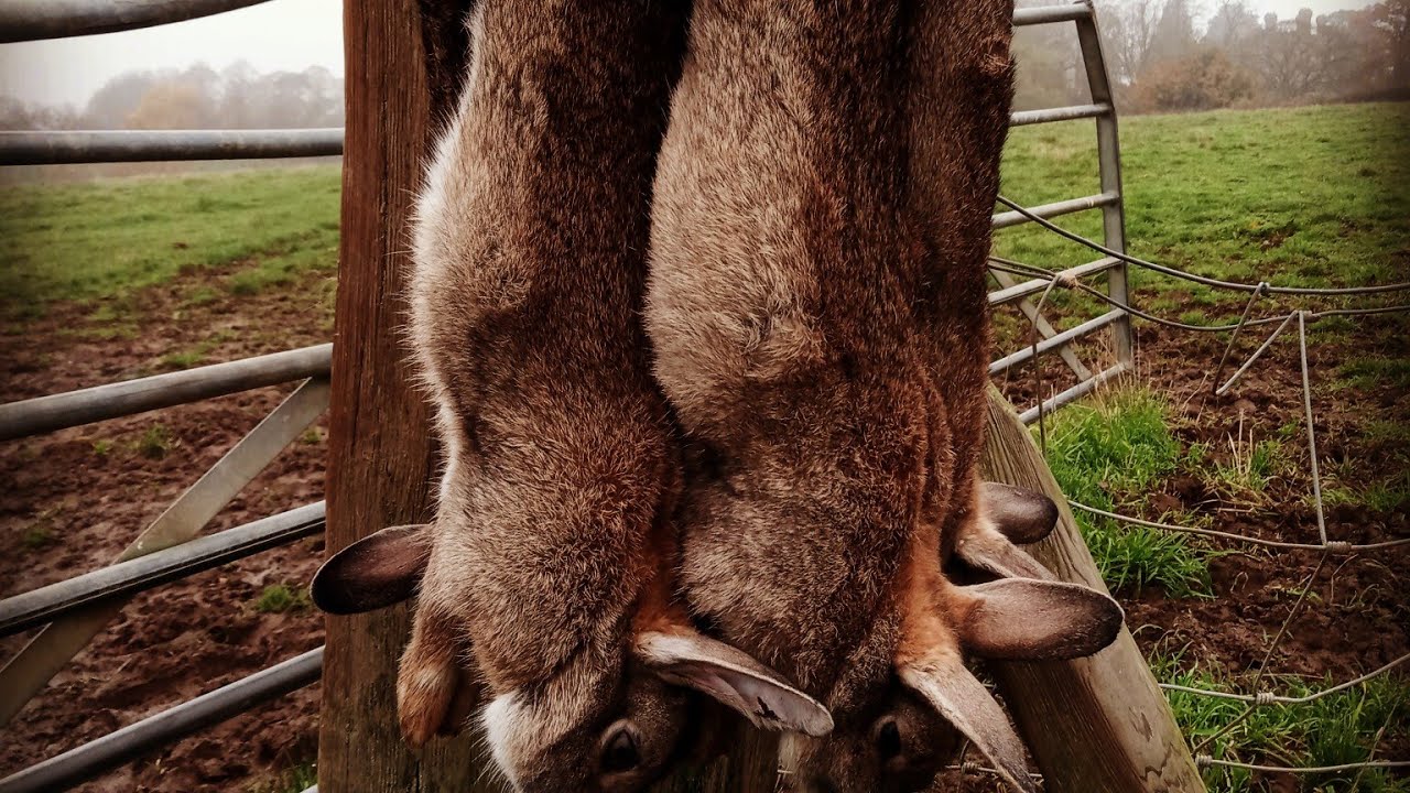 Ferreting old ground - YouTube