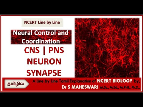 CNS | PNS | Neuron | Synapse | NCERT Biology in Tamil - YouTube