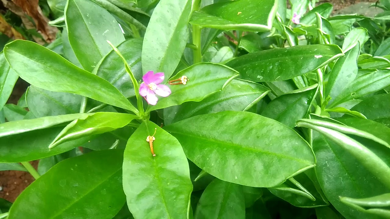 [HD1080p] Pesona bunga Ginseng warna pink yang di tanam menghampar di ...