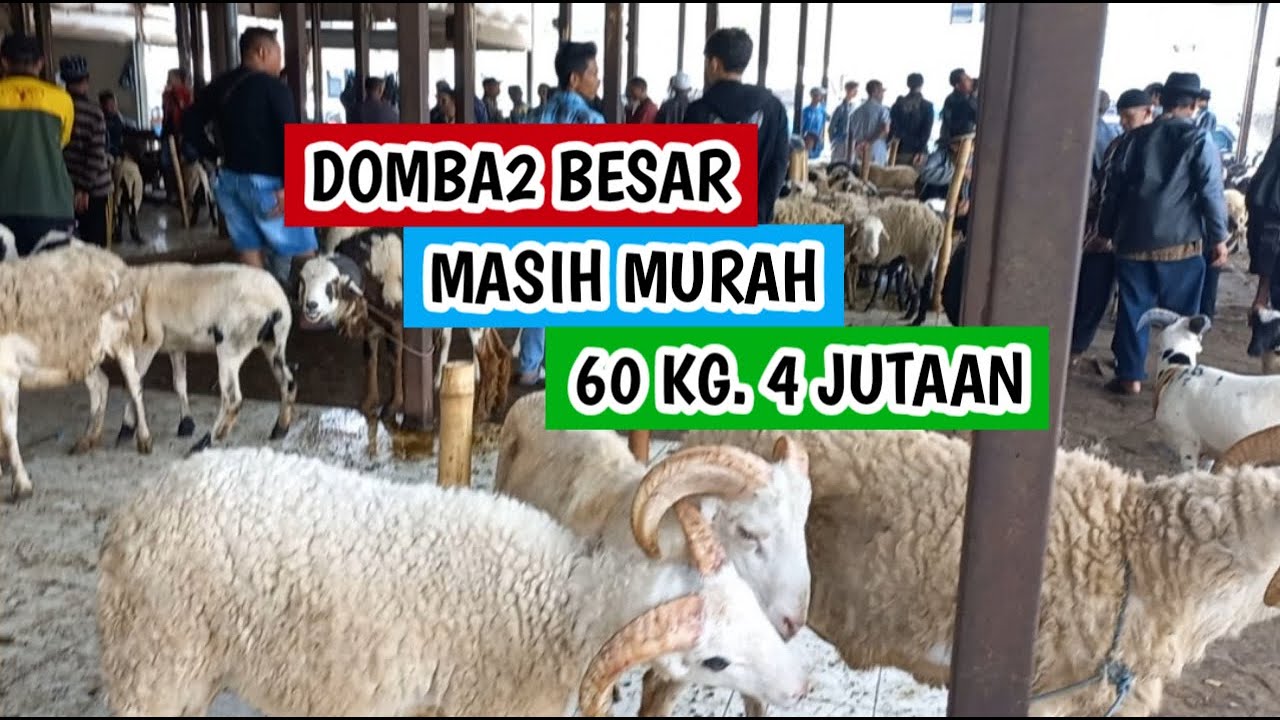 Harga Domba garut, Bibit garut dan domba Aqiqah di Pasar domba Padalarang Sabtu 18112023 - YouTube