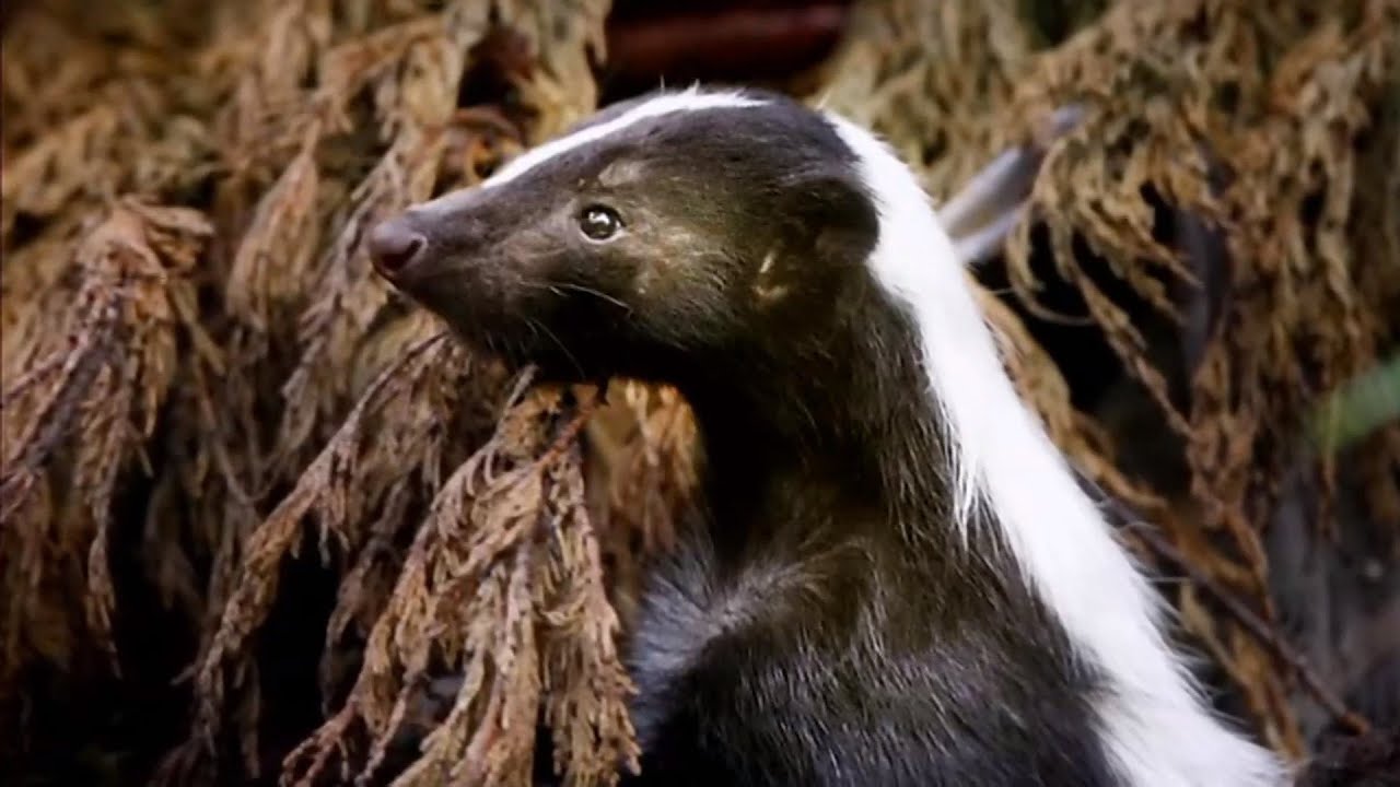 North London: Stray skunk 'sighting' in Muswell Hill (UK) - YouTube