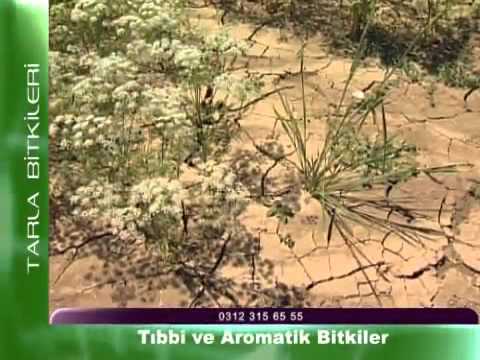 Tıbbi ve Aromatik Bitkiler - www.ziraatciyiz.biz - YouTube