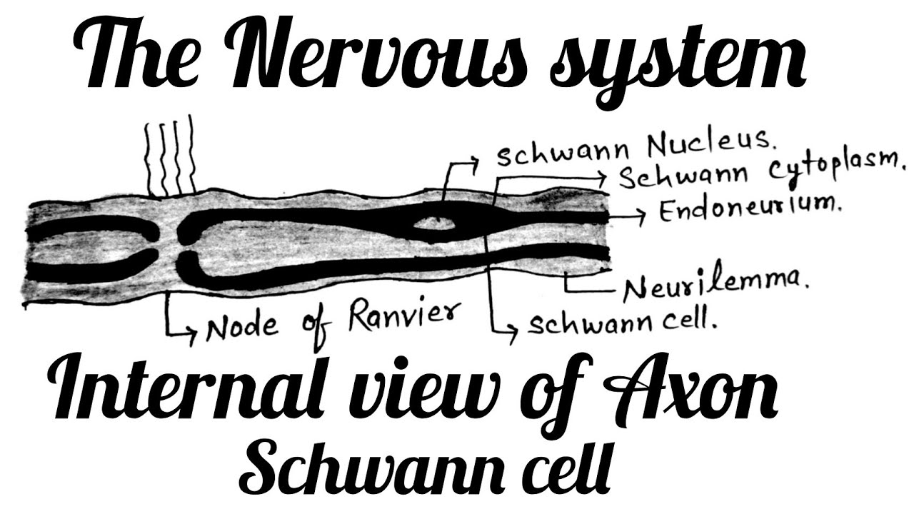 Internal view of axon// the nervous system// sub parts of neuron ...