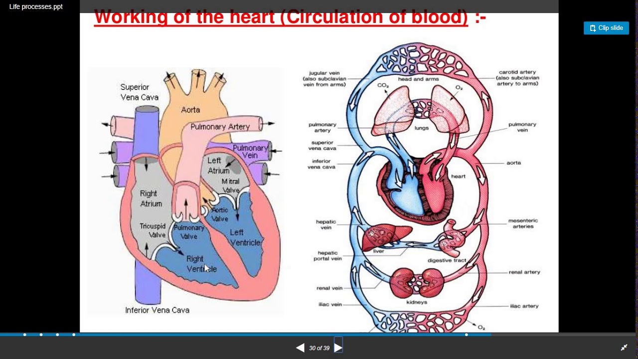 Life Processes: class 10 science -Transportation in Humans and Plants ...
