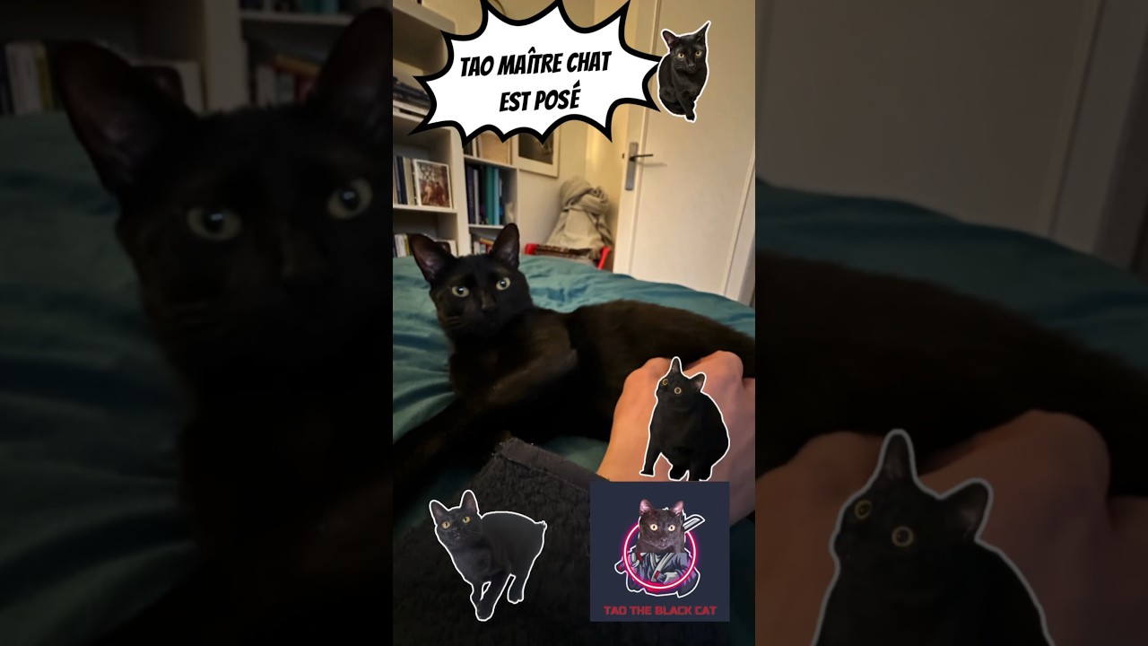 TAO THE BLACK CAT IS POSEY #tao #équilibre #fypシ #cats #blackcat # ...