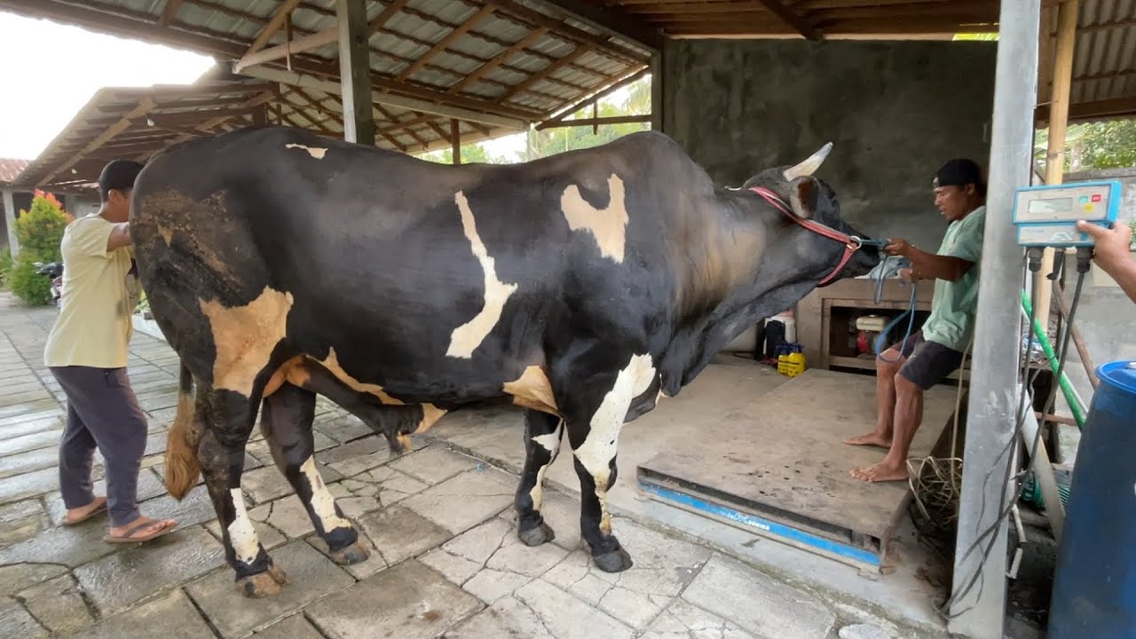 PROSES PENIMBANGAN CONDROSIMO - SAPI JUMBO PILIHAN ISTRI - YouTube