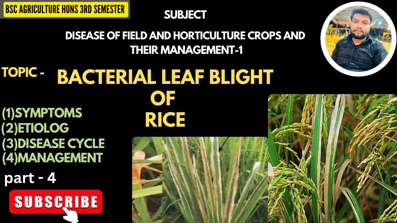 L-04: Bacterial Blight of Rice | Symptom, Etiology, Disease Cycle ...