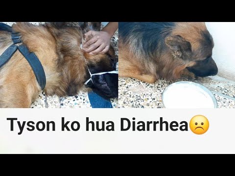 Tyson ko hua Diarrhea☹️ / dog vlogs - YouTube
