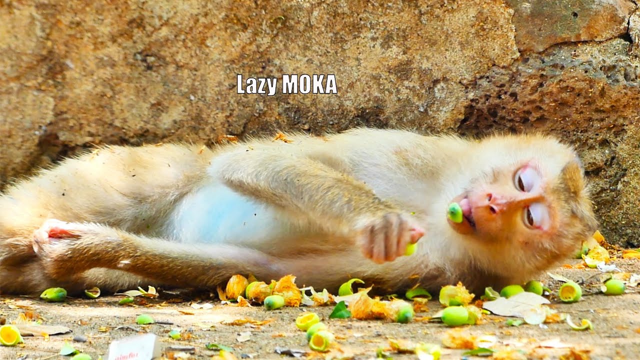Update... Lazy cute girl monkey MOKA sleeping and eating on ground and ...