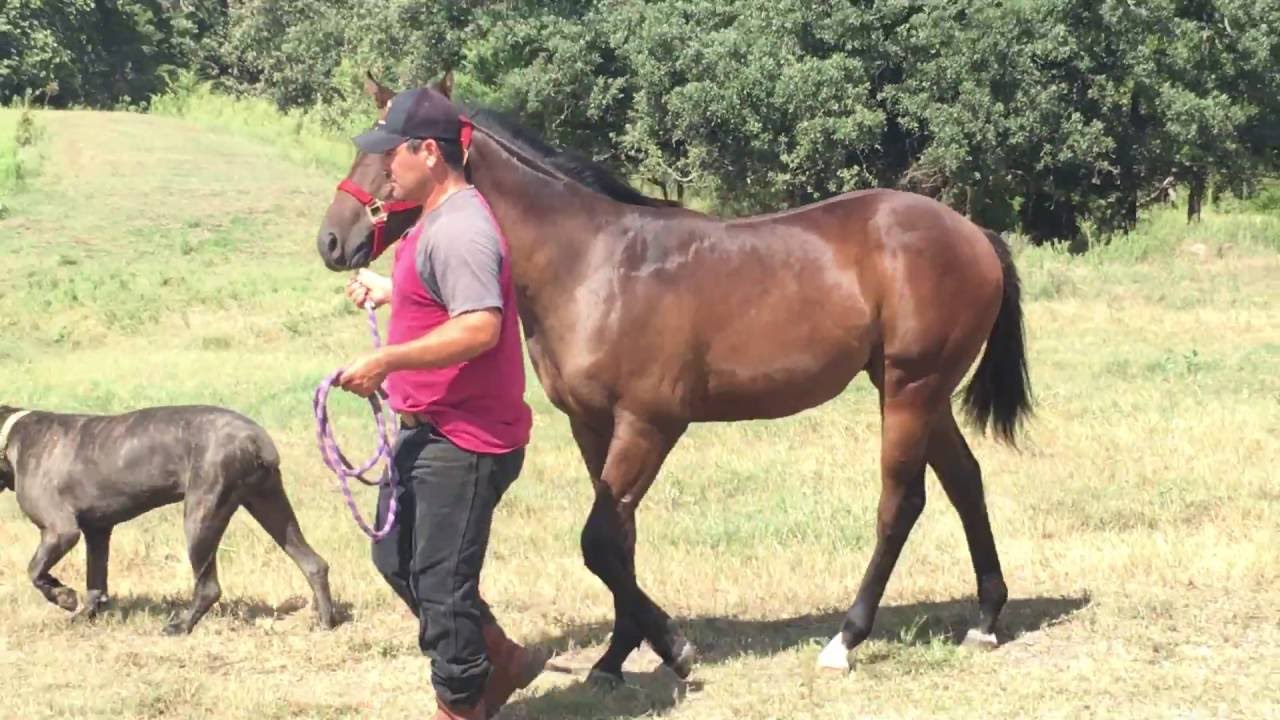 Yearling Colt in Race Training For Sale $8,000 ready to gallop By a ...