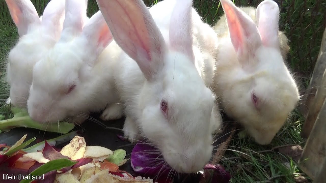 Rabbits having breakfast, Rabbits eating. - YouTube