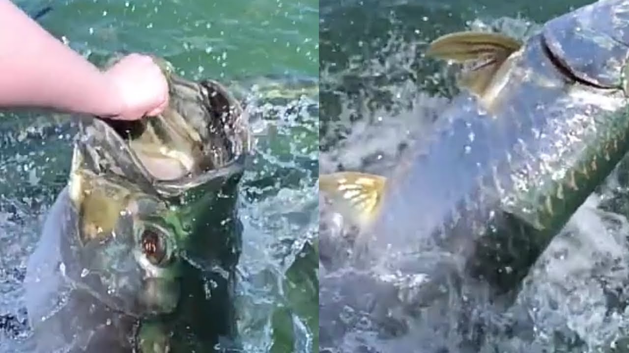 Big Fish Attack|Creation Media - YouTube