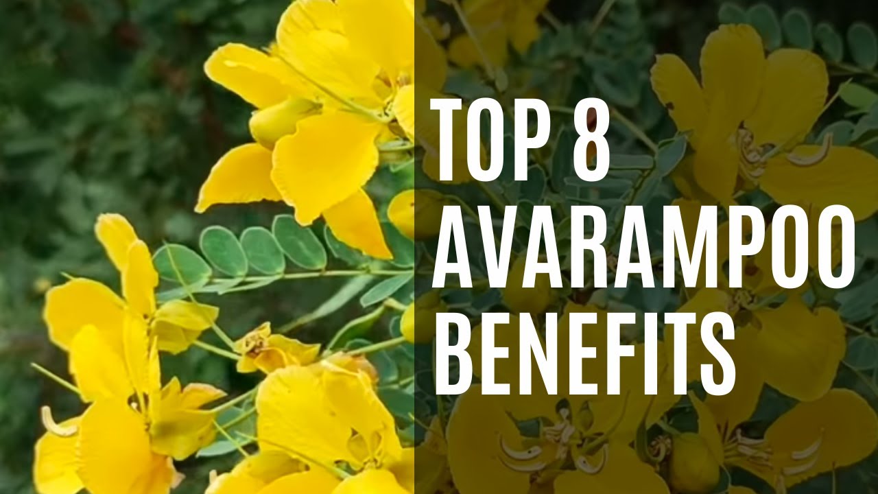 Top 8 Avarampoo Benefits - ToHealthe - YouTube