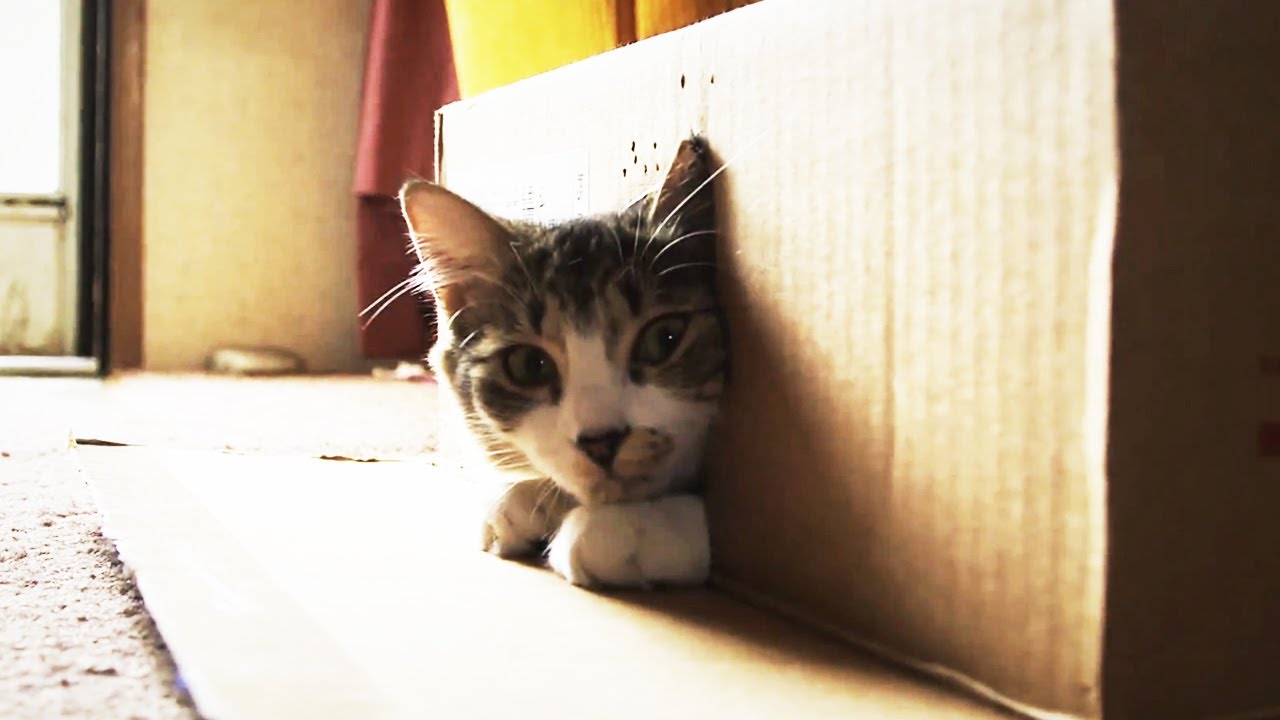 Marsha, Emily, and Deena | Warm & Fuzzy: My Cat Story - YouTube