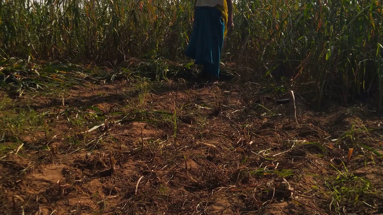 बाजरा की कटाई. || Millet cutting in my field #deepayadav - YouTube