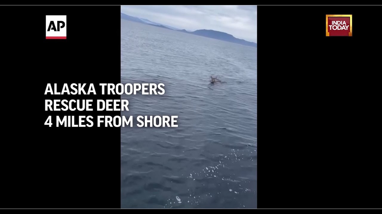 Deer Struggling In Cold Alaskan Waters Saved By Wildlife Troopers Who ...