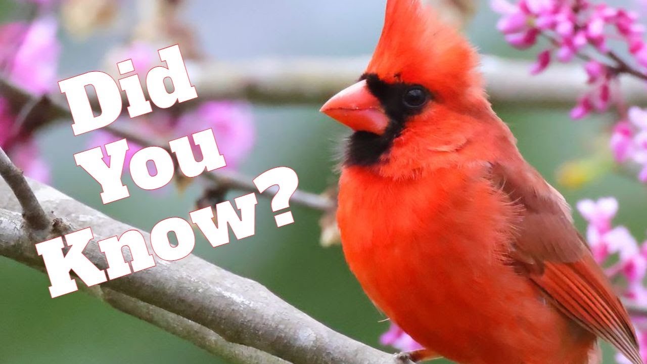 Secret Life of Cardinals: Top 10 Eye-Opening Discoveries! #video #bird ...