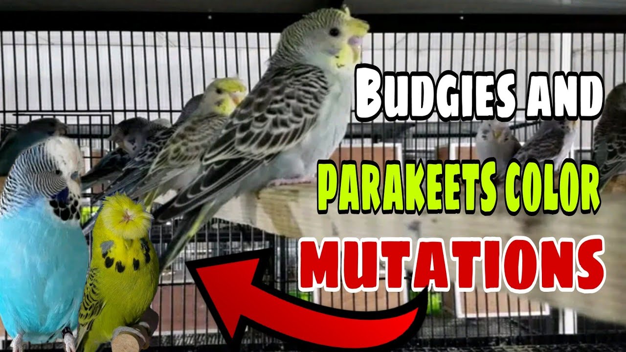 BUDGIES AND PARAKEETS COLOR MUTATIONS - YouTube