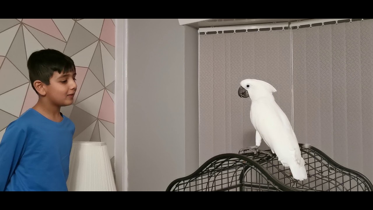 Barking Mad cockatoo 😂🤣 - YouTube