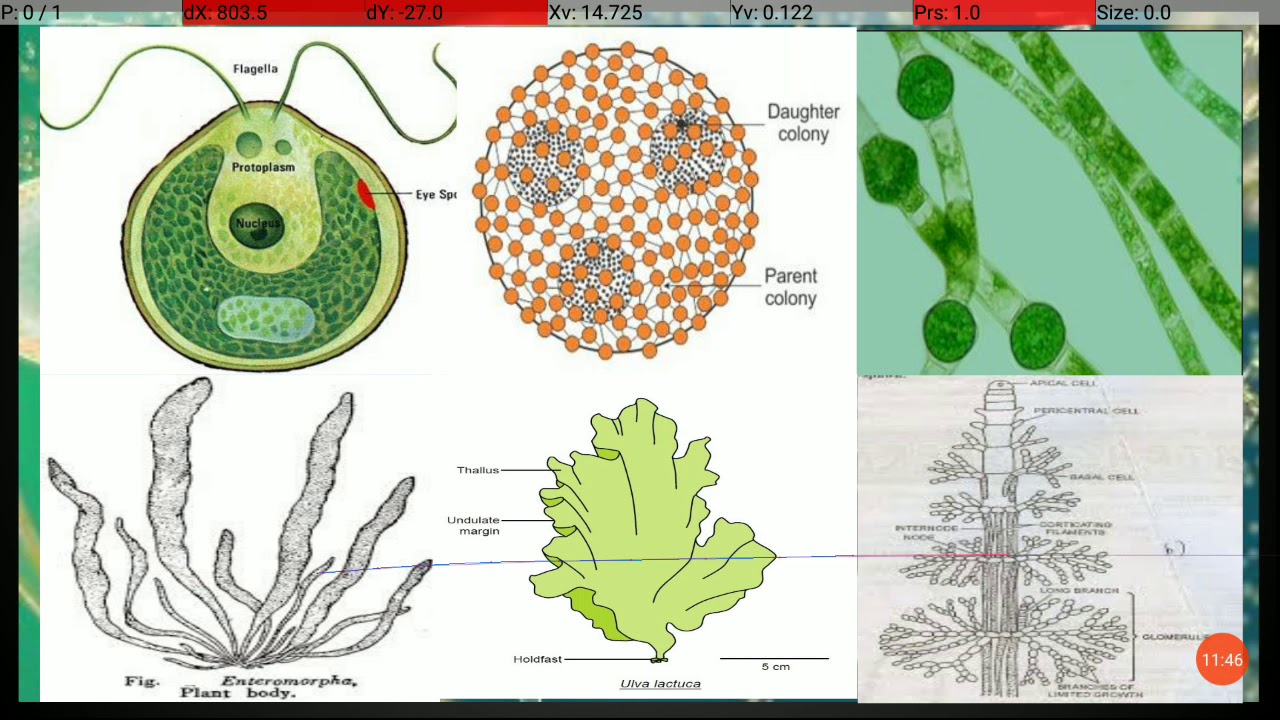 Algae General Characters And Classification