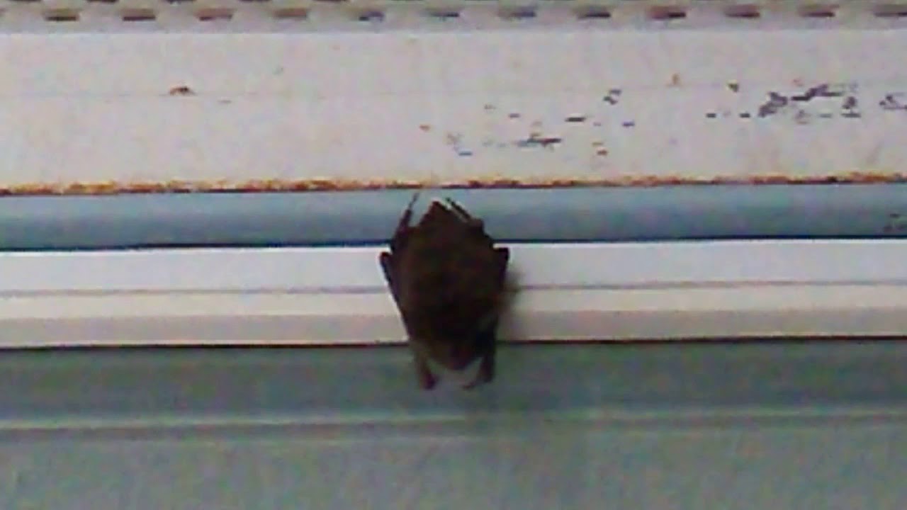Bat hanging outside window - YouTube