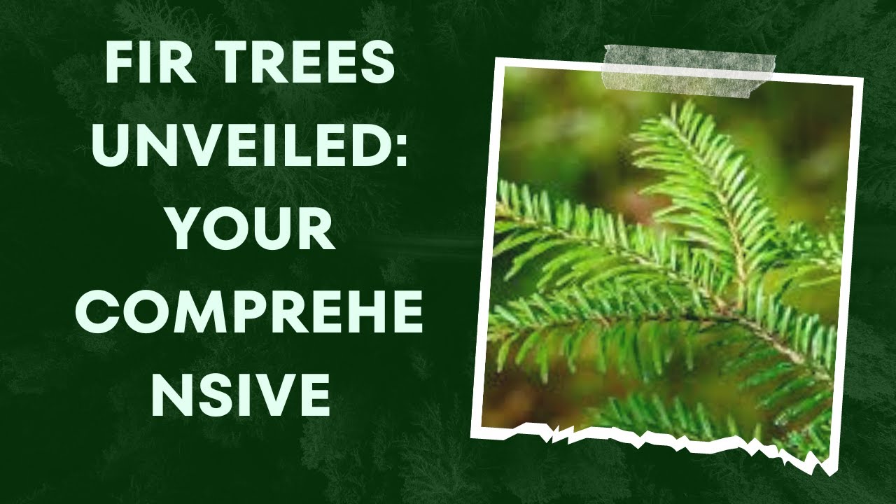 Fir Trees Unveiled Your Comprehensive Planting Guide - YouTube