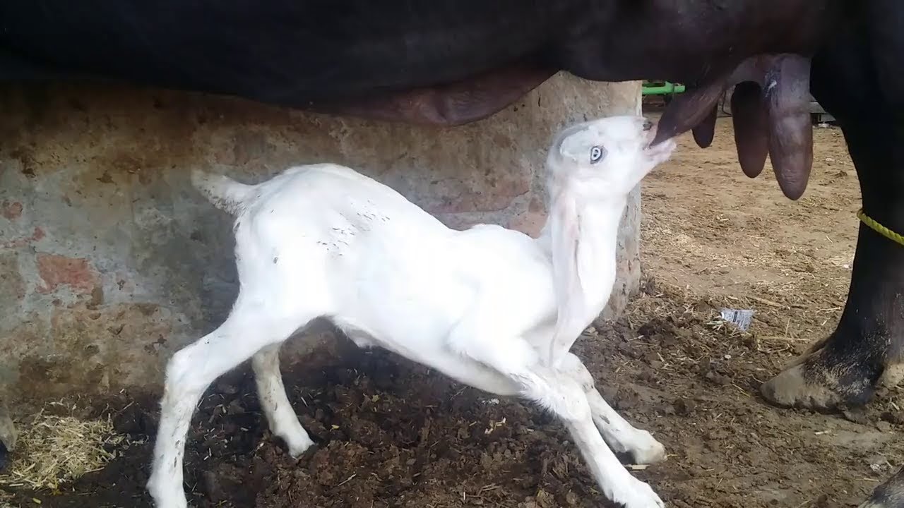 Cute Baby Goat Suckling Buffalo - YouTube