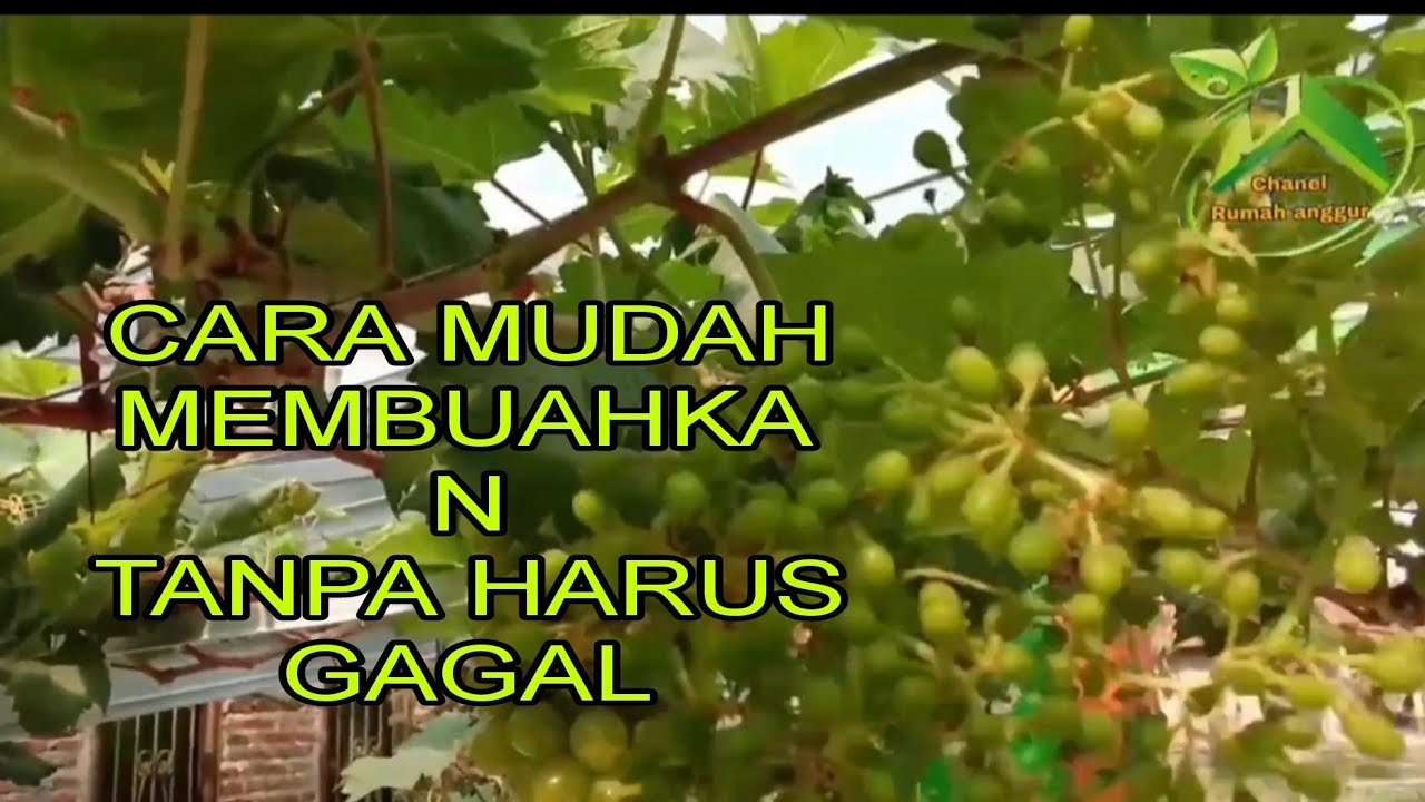 Cara Mudah Membuahkan Anggur Rumahangguralhakim Youtube