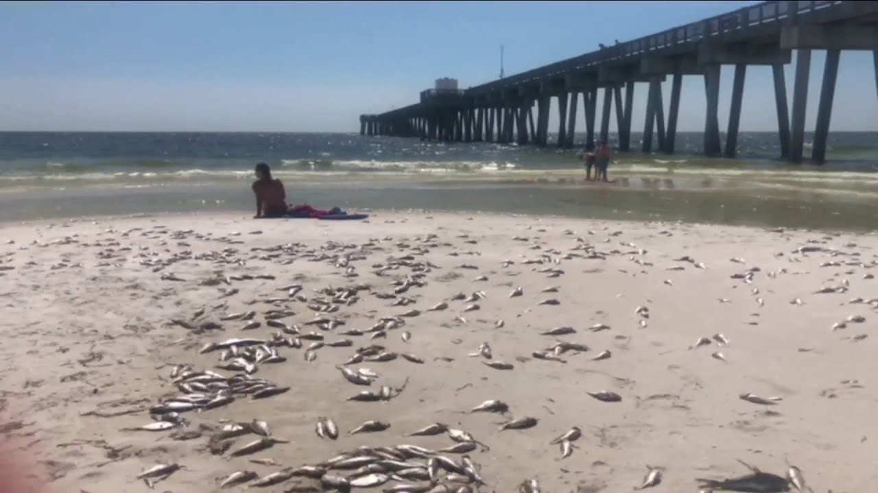 Red tide appears along Florida Panhandle - YouTube