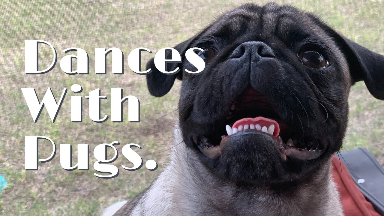 Dances With Pugs From Helen Georgia On The DM Zone With DM Collins ...
