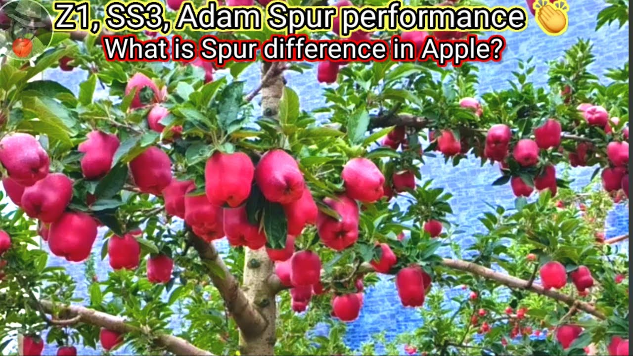 SS3 Apple Variety , Adam Spur , Z-1 || Kashmiri Apple - YouTube